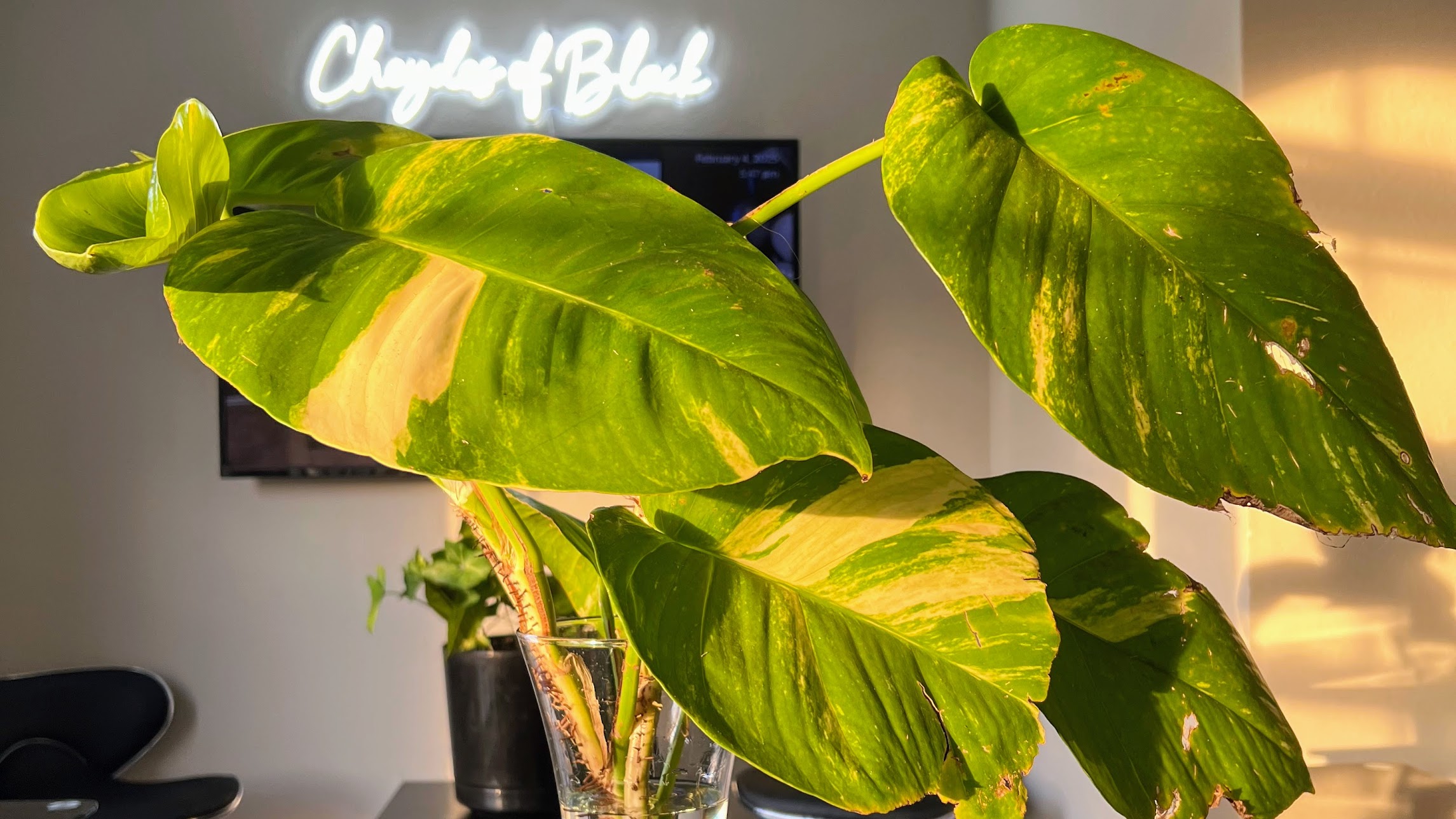 Plant Parenthood – Cheydes of Black